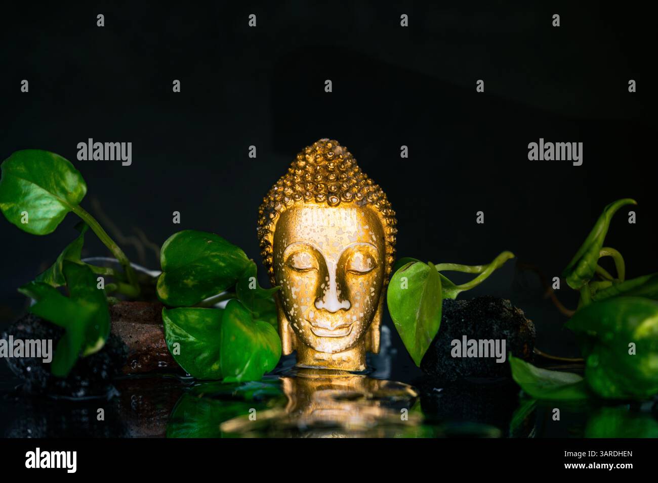 Head Statue of Lord siddhartha Gautama with reflection and lights for ...