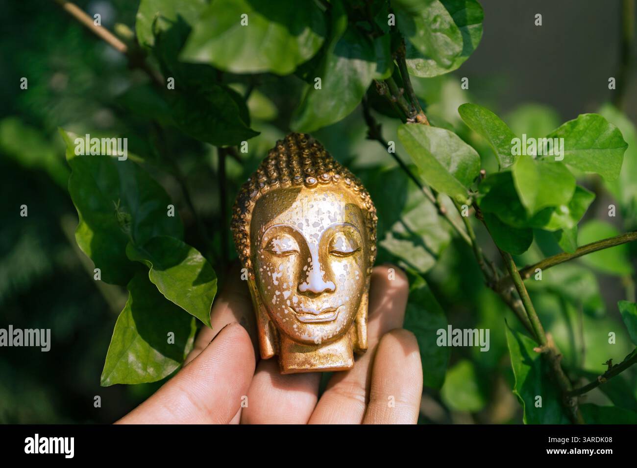 Head Statue of Lord siddhartha Gautama with reflection and lights for ...