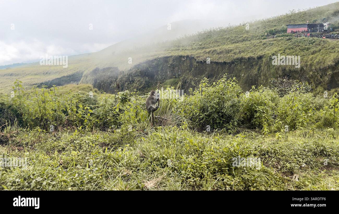 Young Green Monkey scratches himself with his foot Stock Photo - Alamy