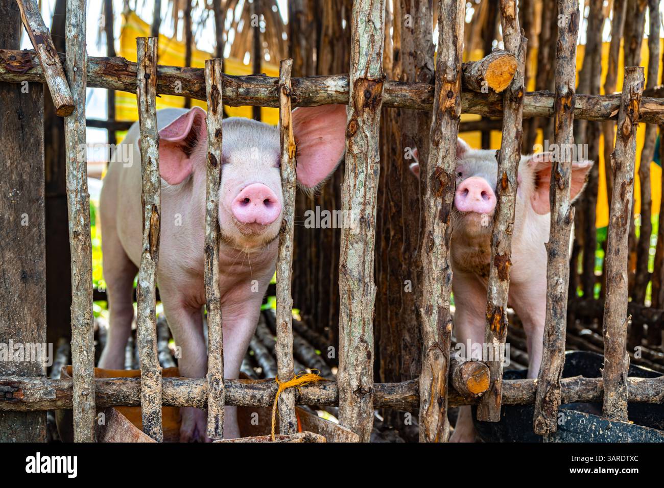 Pig farming in a Philippine village on the island of Palawan Stock ...