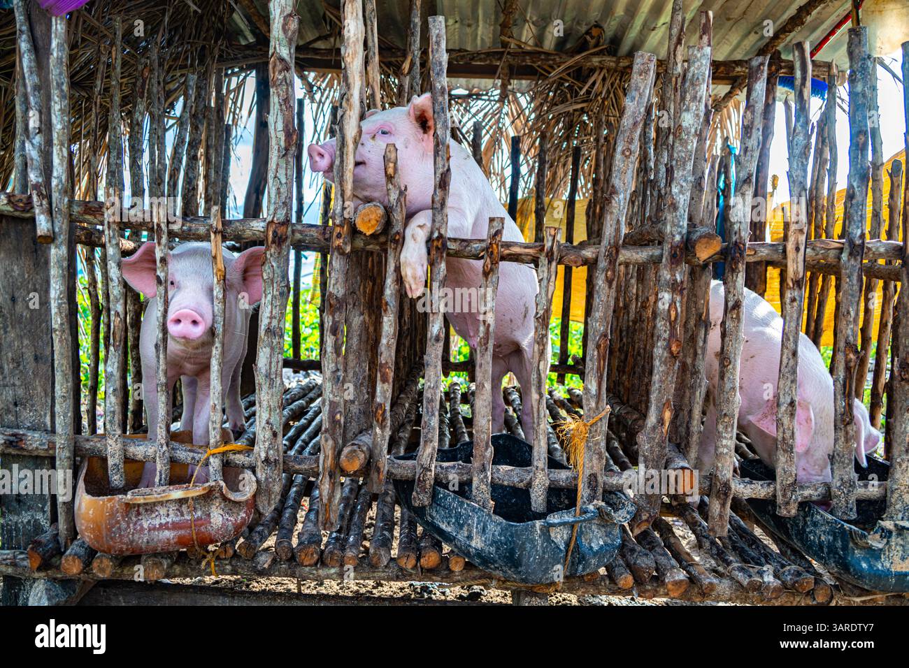 Pig farming in a Philippine village on the island of Palawan Stock ...