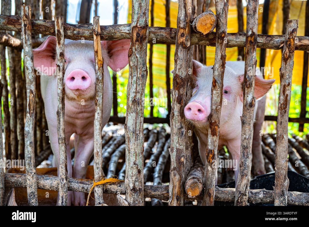 Pig farming in a Philippine village on the island of Palawan Stock ...