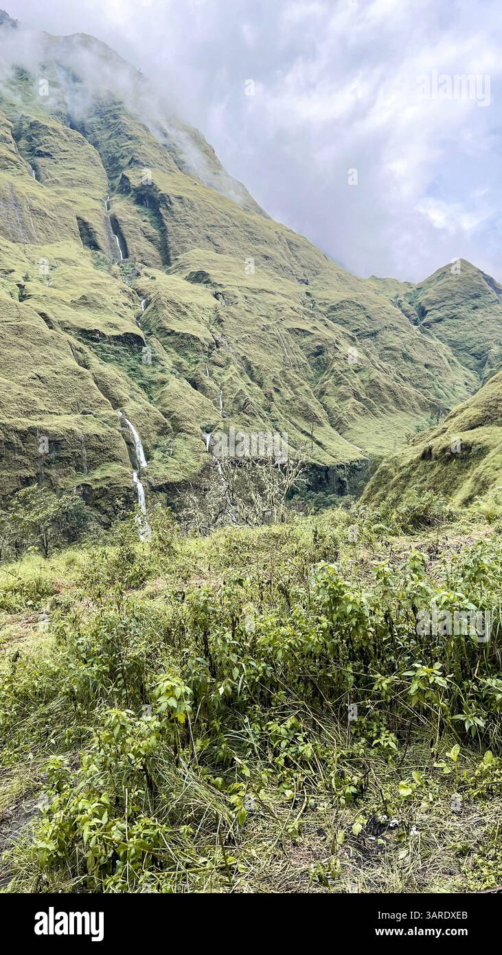 Beautiful path in lush tropical rainforest jungle in Torean, Lombok ...