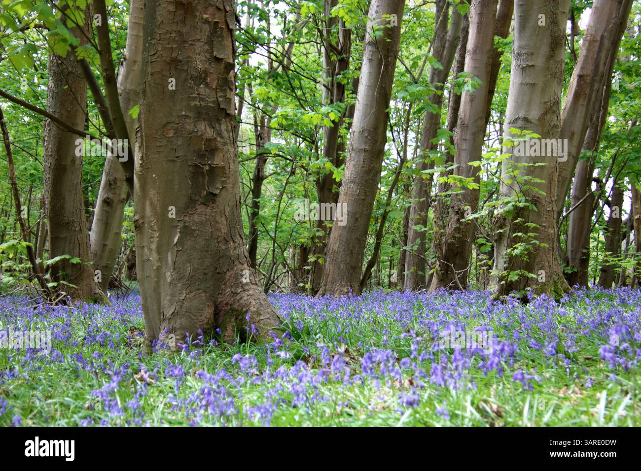 Dorking, Surrey, England, UK. 17th Apr, 2025. A stunning display of ...