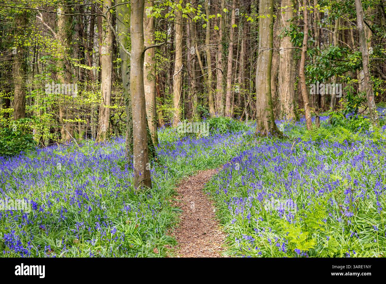 Bluebells in woodland narrow water hi-res stock photography and images ...