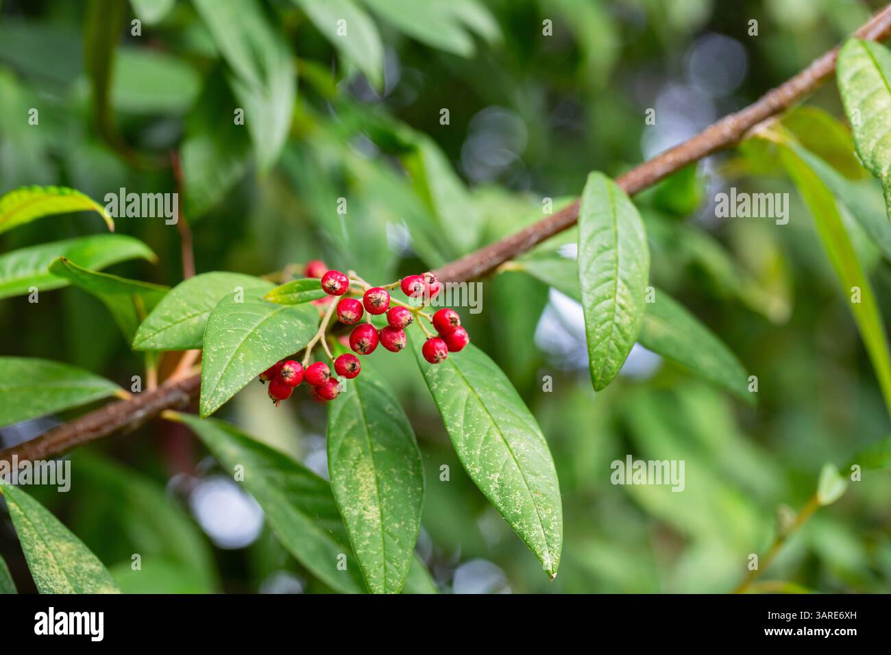 Cotoneaster salicifolius, the willow-leaved cotoneaster, is a drought-tolerant, evergreen to ...