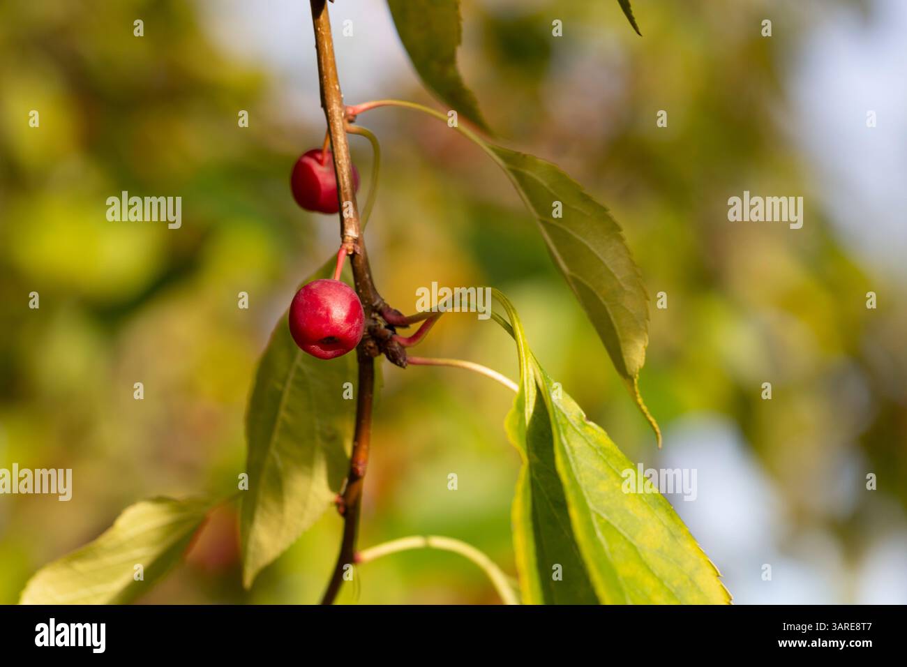 Crabapple tree full of green apple fruits. Malus baccata Stock Photo ...