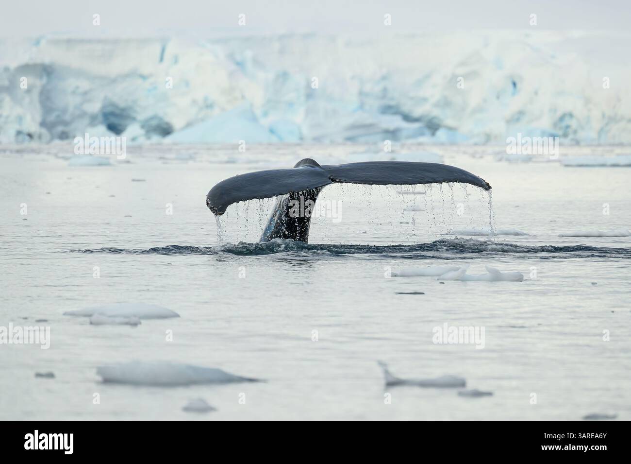 A humpback whale (Megaptera novaeangliae) displays its tail flukes as ...