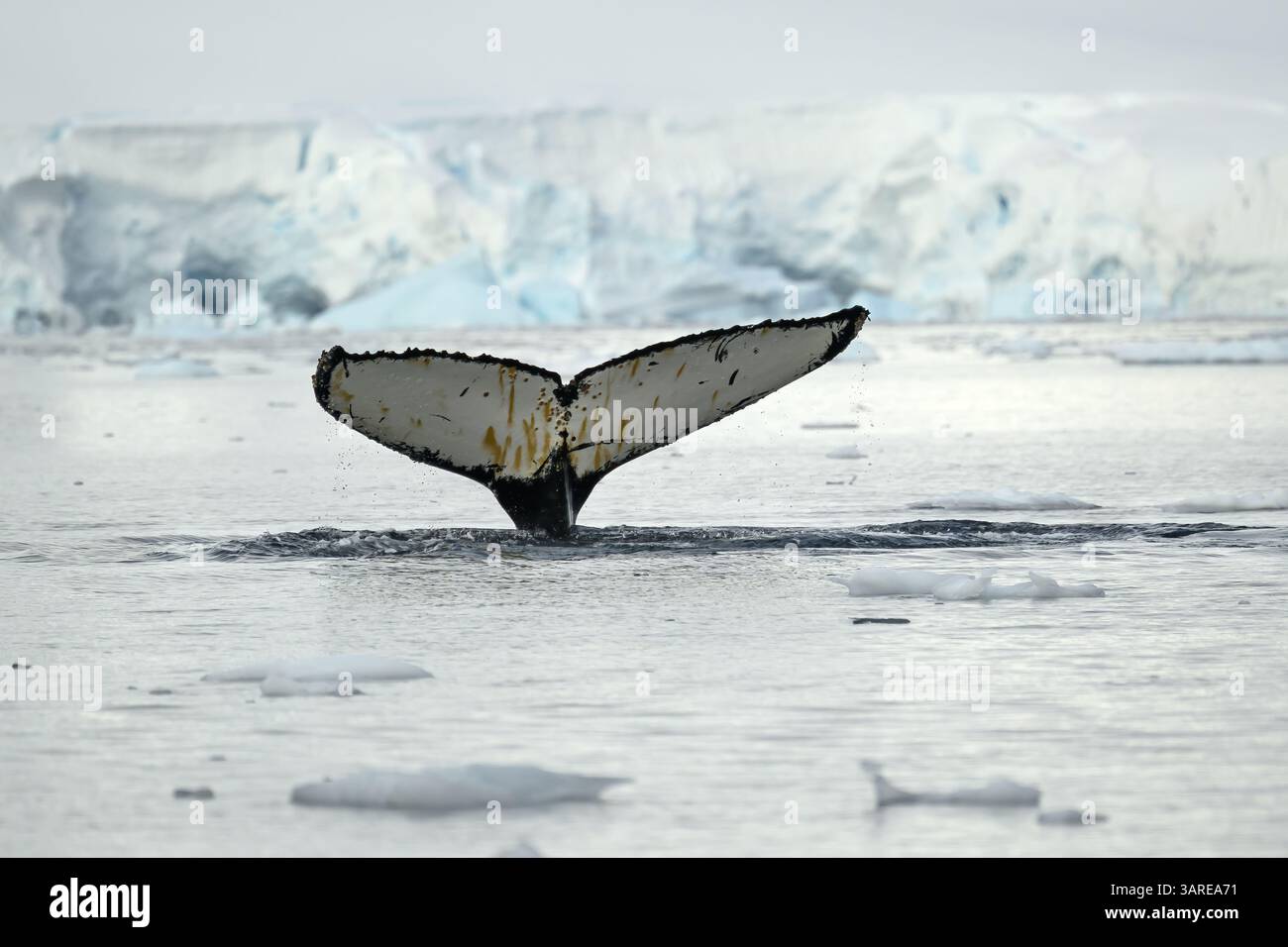 A humpback whale (Megaptera novaeangliae) displays its tail flukes as ...