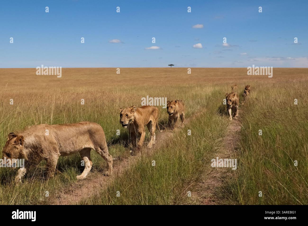 Group of lionesses walking on a dirt road in the African savanna with ...
