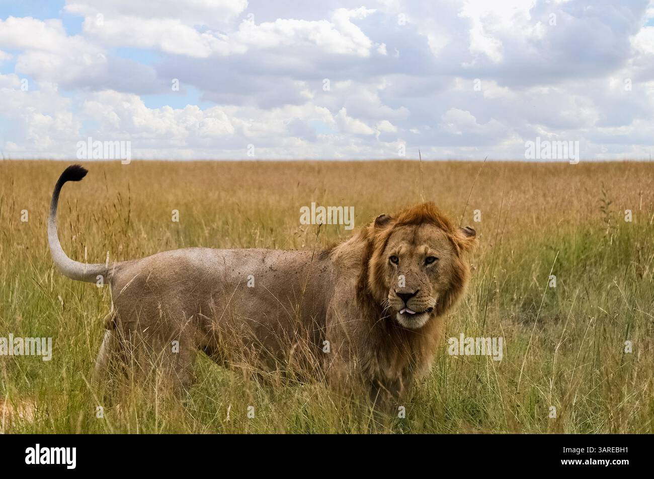 Majestic male lion striding through the tall grass of the African ...