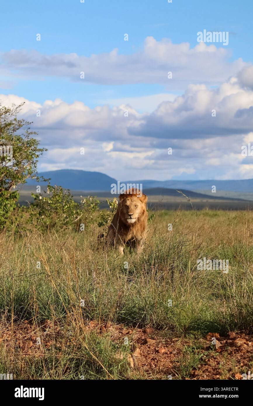 Majestic lion resting peacefully in the African savanna, surrounded by ...
