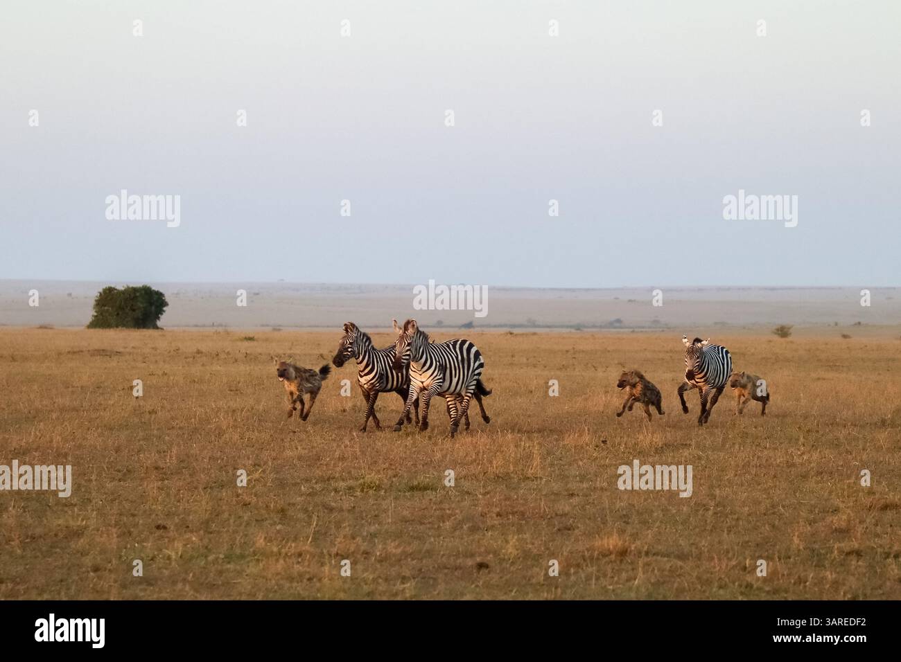 Hyenas chasing zebras across the African savanna at sunset, capturing ...