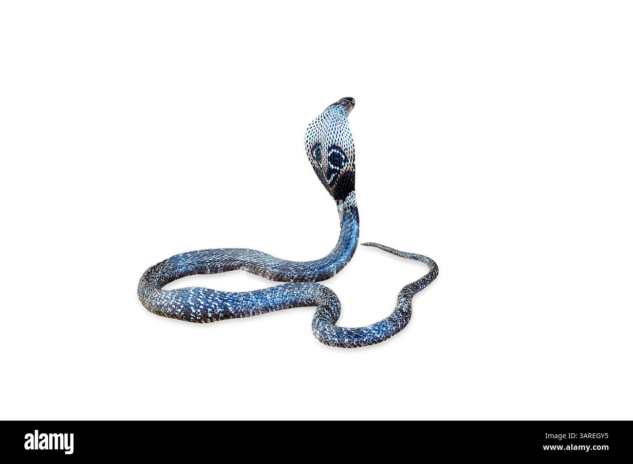 King cobra snake strike hi-res stock photography and images - Alamy
