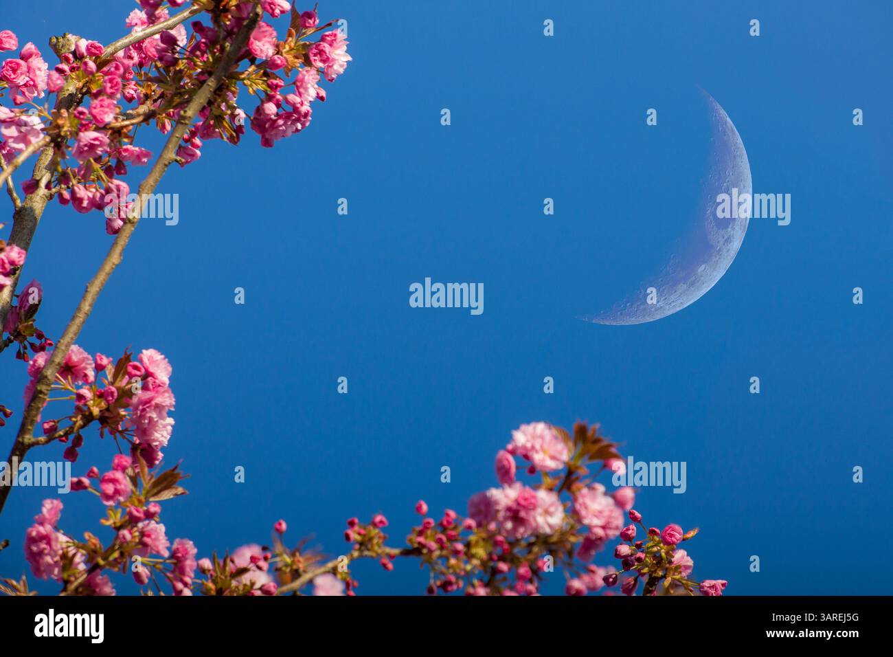 the bright crescent moon with pink japanese cherry blossoms in the ...