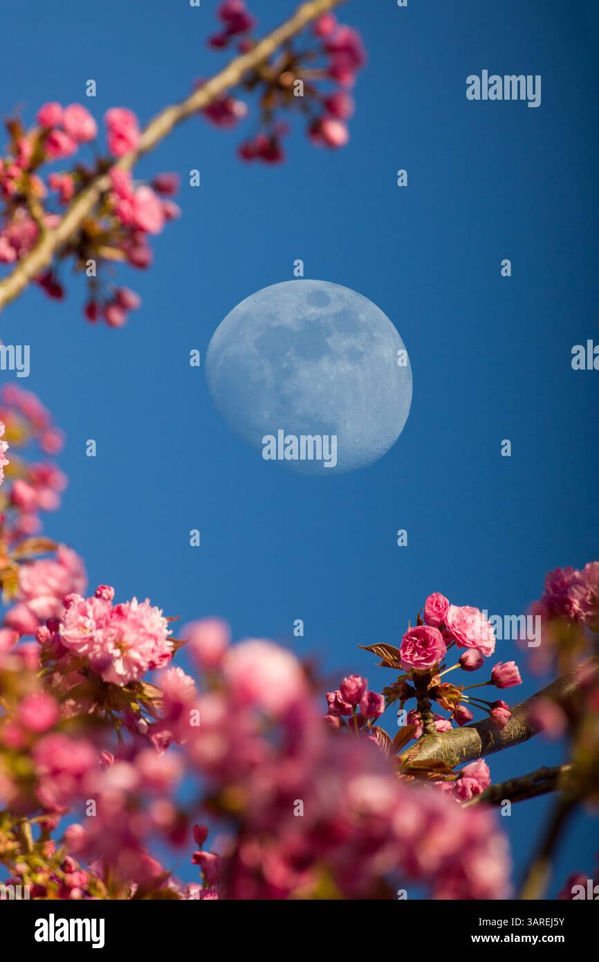 the bright full moon with pink japanese cherry blossoms in the sunlight ...