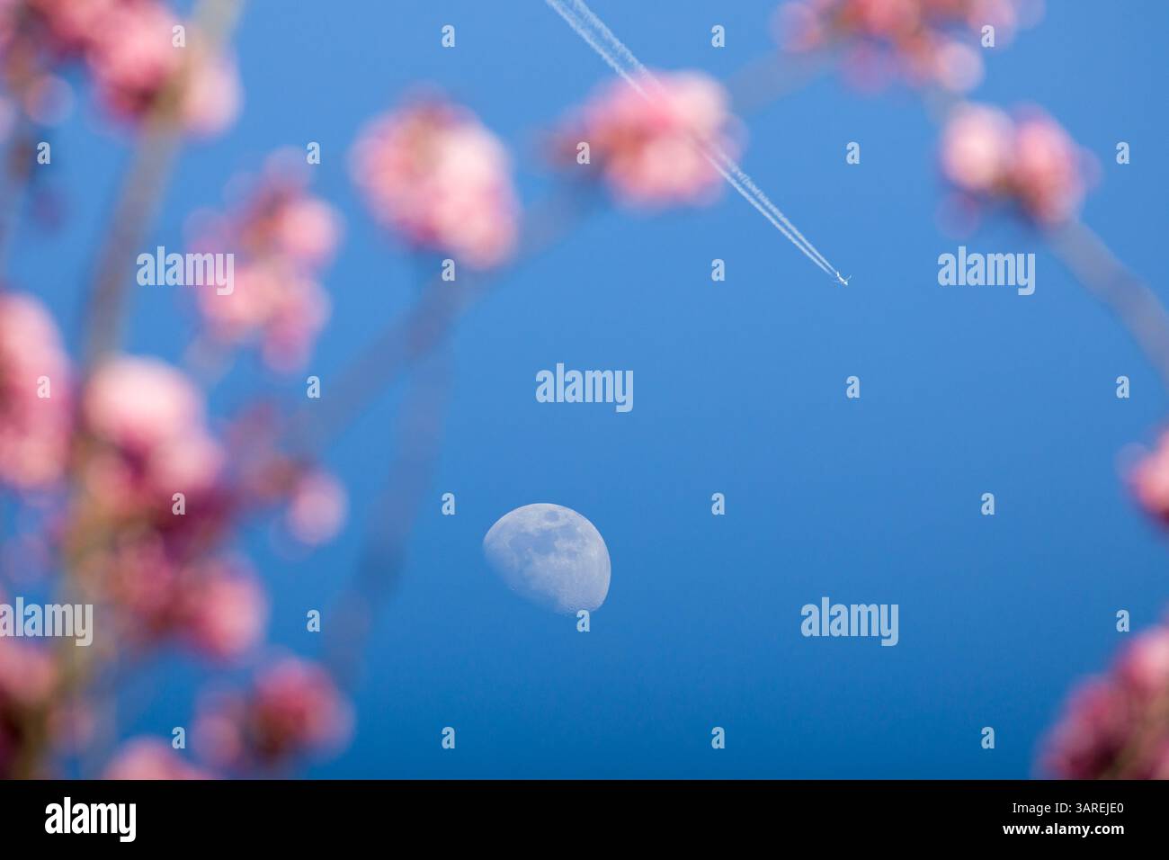 the bright crescent moon with blurred pink Japanese cherry blossoms in ...