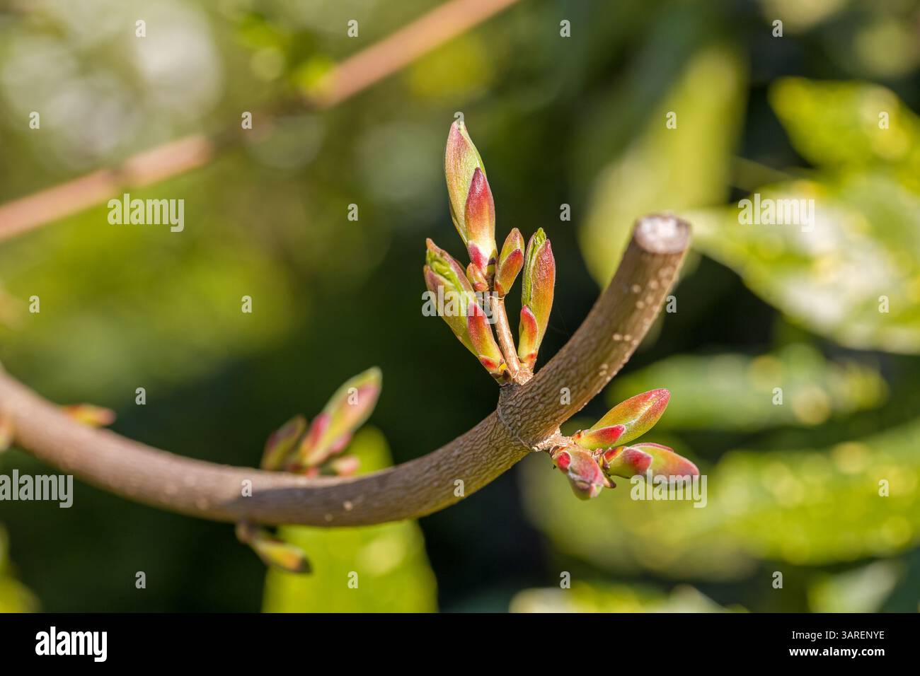 the young leaf shoots of the field maple with blurred dark green ...