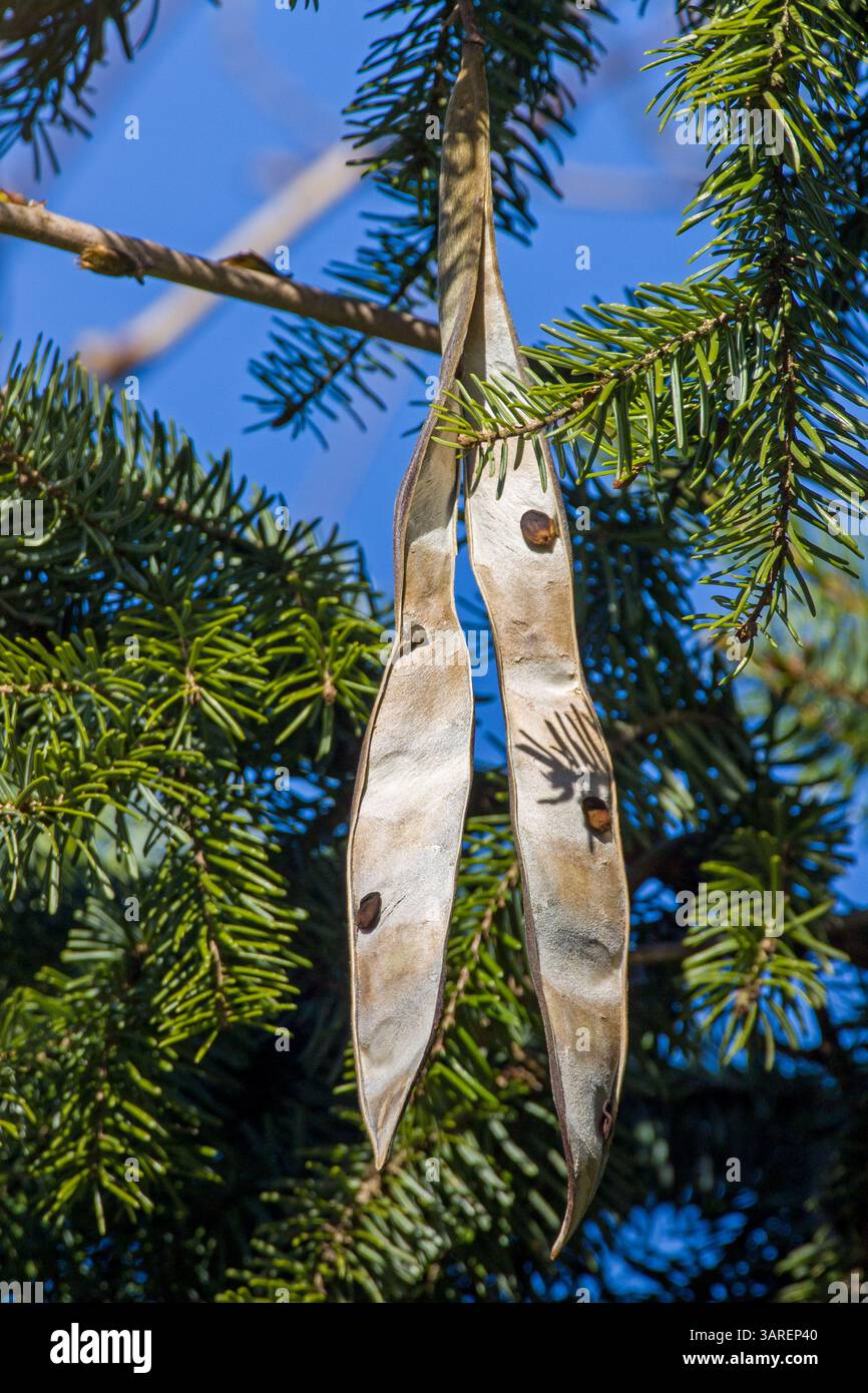an open hanging seed capsule of wisteria or blue rain with the ...