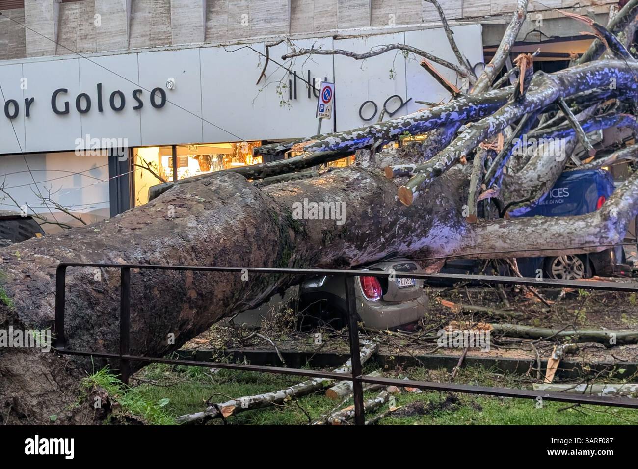 Albero caduto in Viale Premuda a causa delle forti raffiche di vento ...