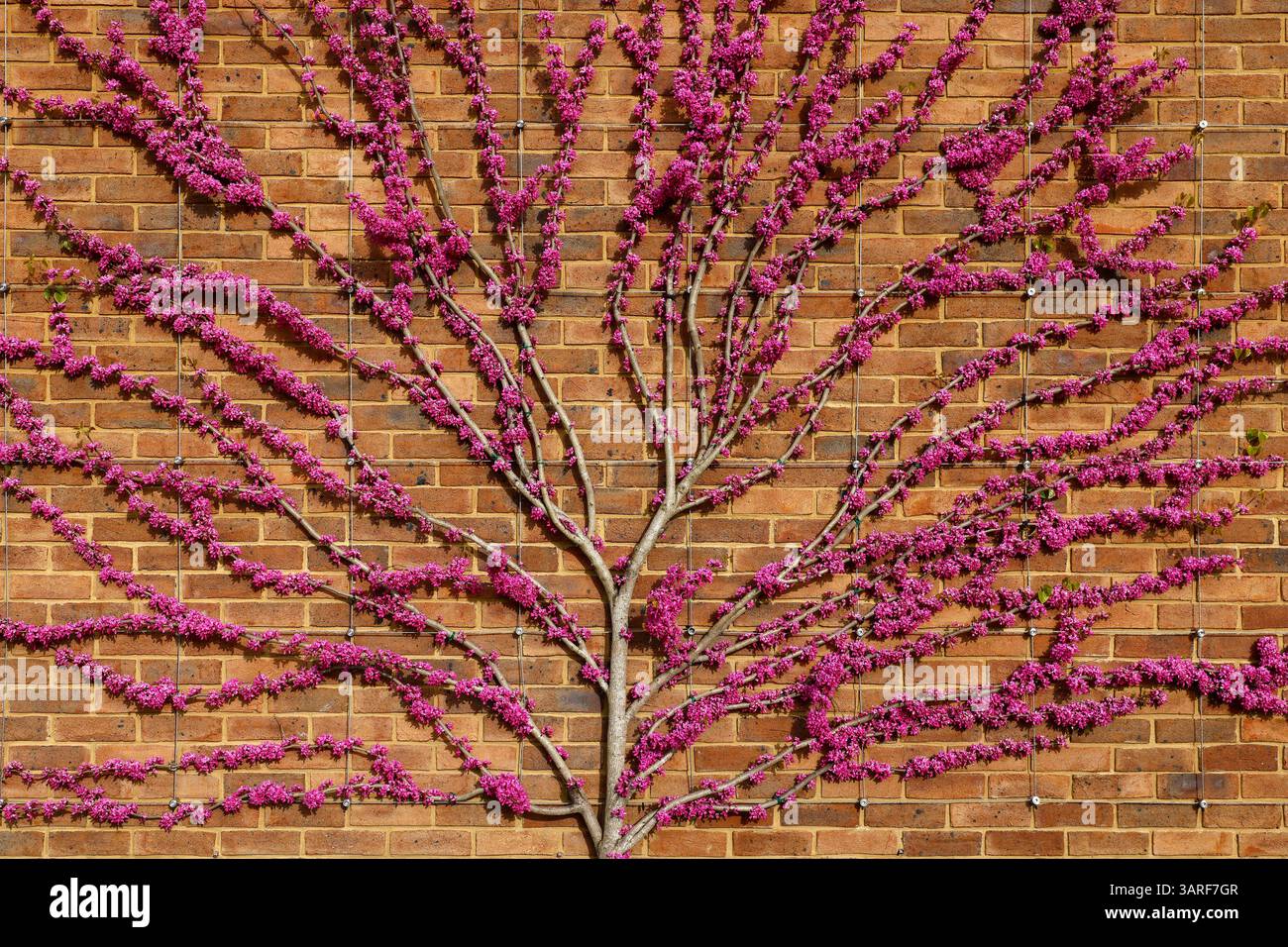 Fan trained espalier hi-res stock photography and images - Alamy
