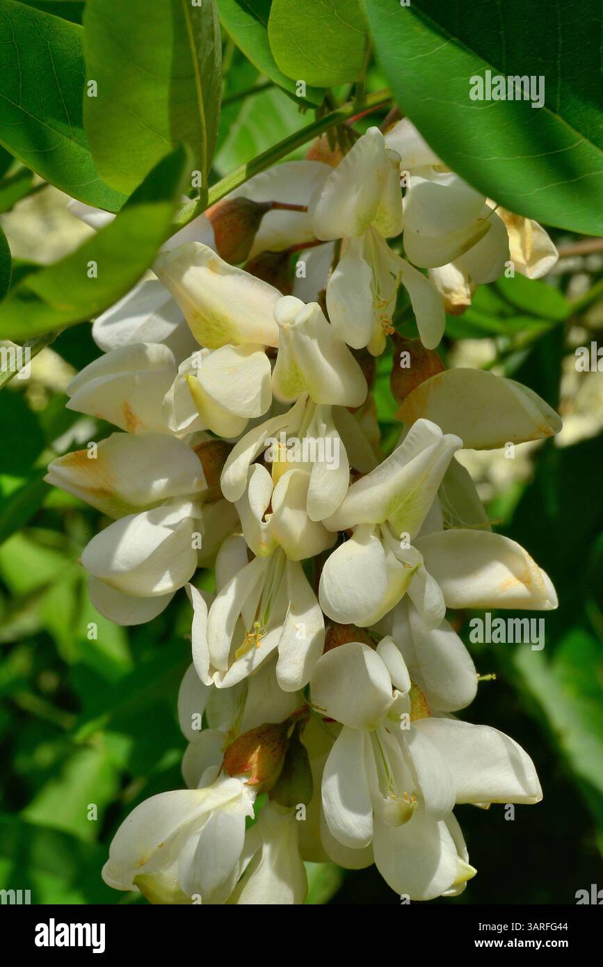 Detail of Robinia pseudoacacia flowers in late spring Stock Photo - Alamy