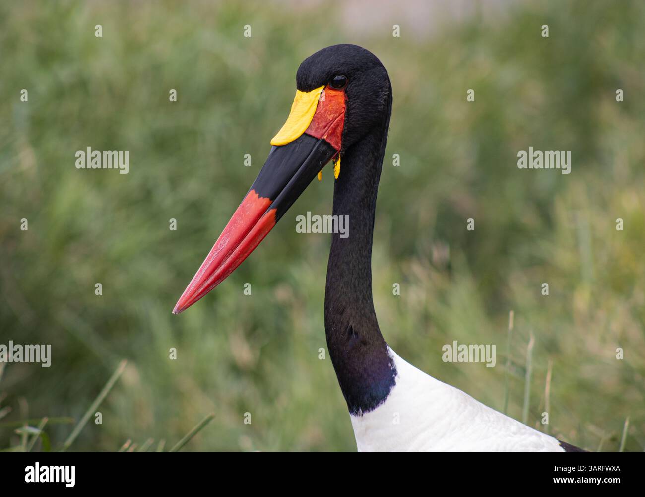 Large Saddle-Billed Stork Tsendze River Shipandani Hide Stock Photo - Alamy
