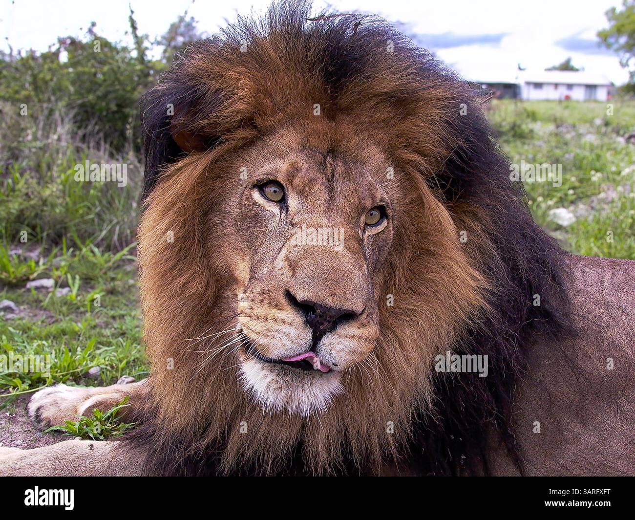 Tame lion hi-res stock photography and images - Alamy