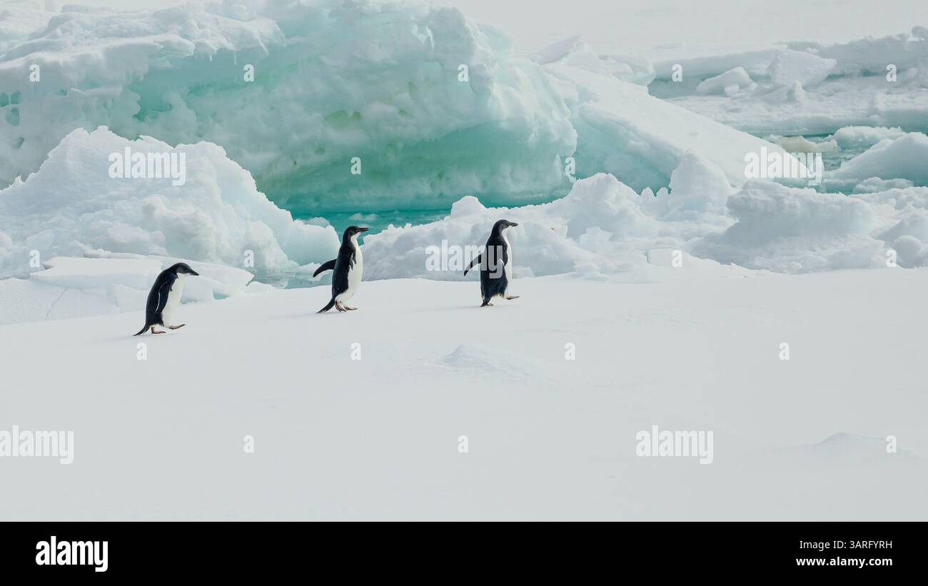 Penguins walking single file hi-res stock photography and images - Alamy