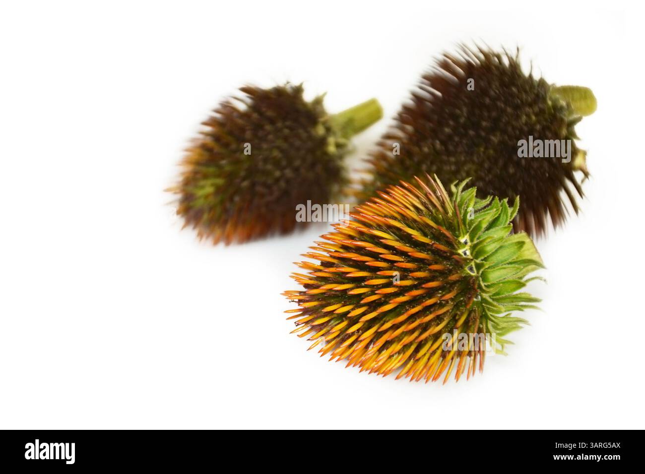 Dried purple coneflower seed heads isolated on white background Stock ...