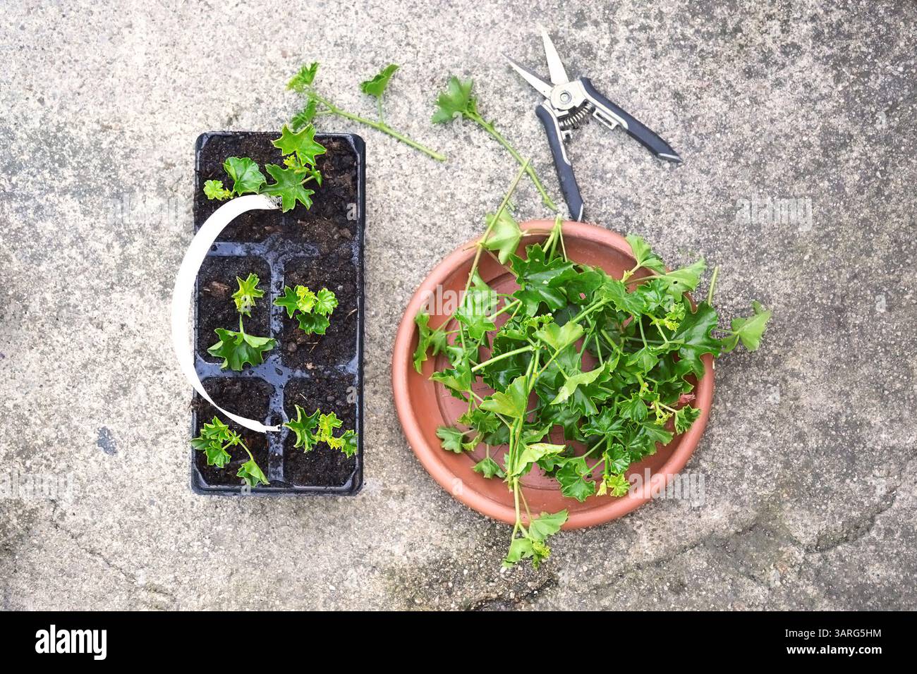 Ivy geranium hi-res stock photography and images - Alamy