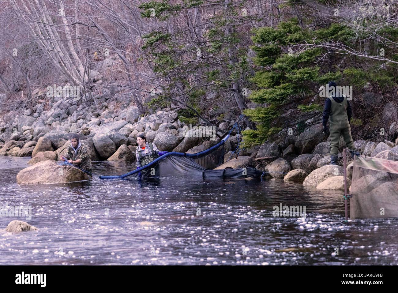 Hubbards, Canada. 15th Apr, 2025. Indigenous elvers cast nets on the ...