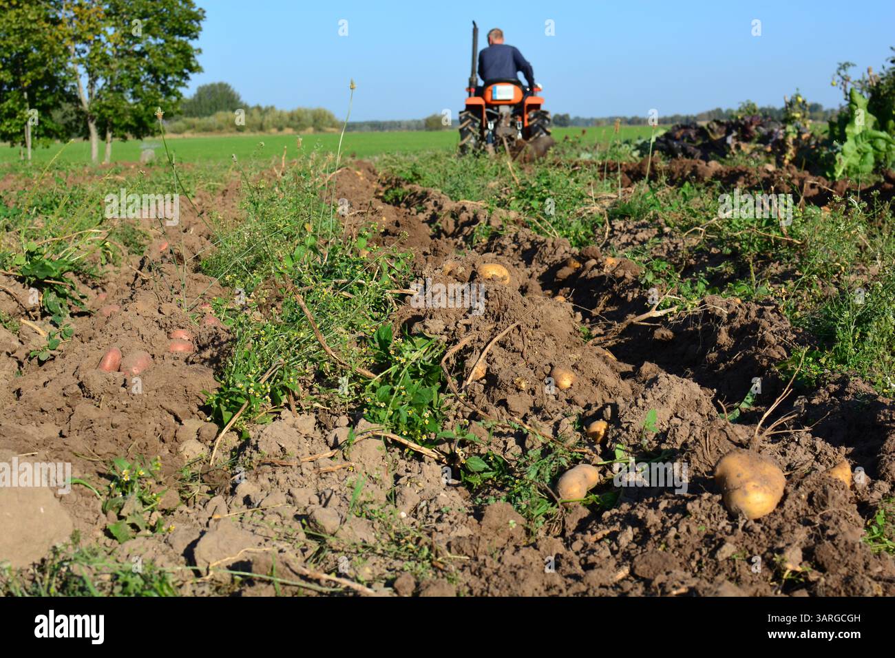 Mini tractor till potatoes field in autumn in rural area. Small tractor ...