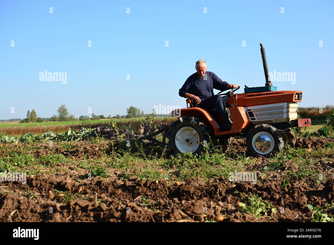 Mini tractor till potatoes field in autumn in rural area. Small tractor ...