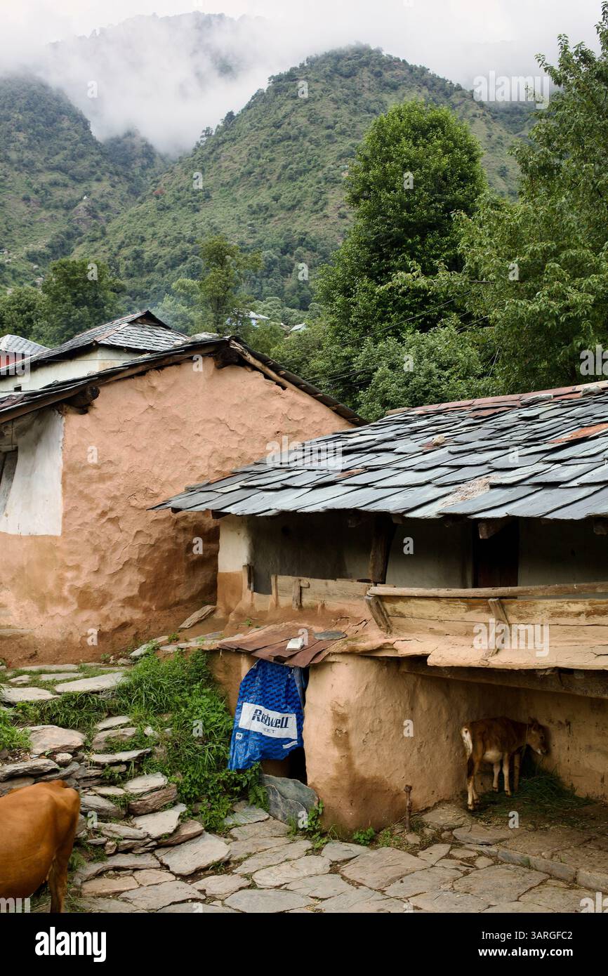 Traditional slate-roofed village dwellings with stone paths and a calf ...