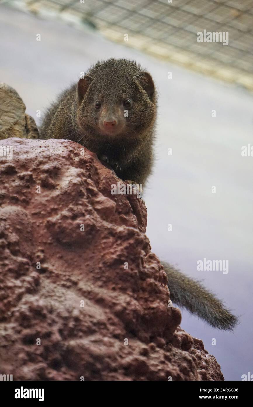 Vertical close up of a common dwarf mongoose climbing a rock in the ...