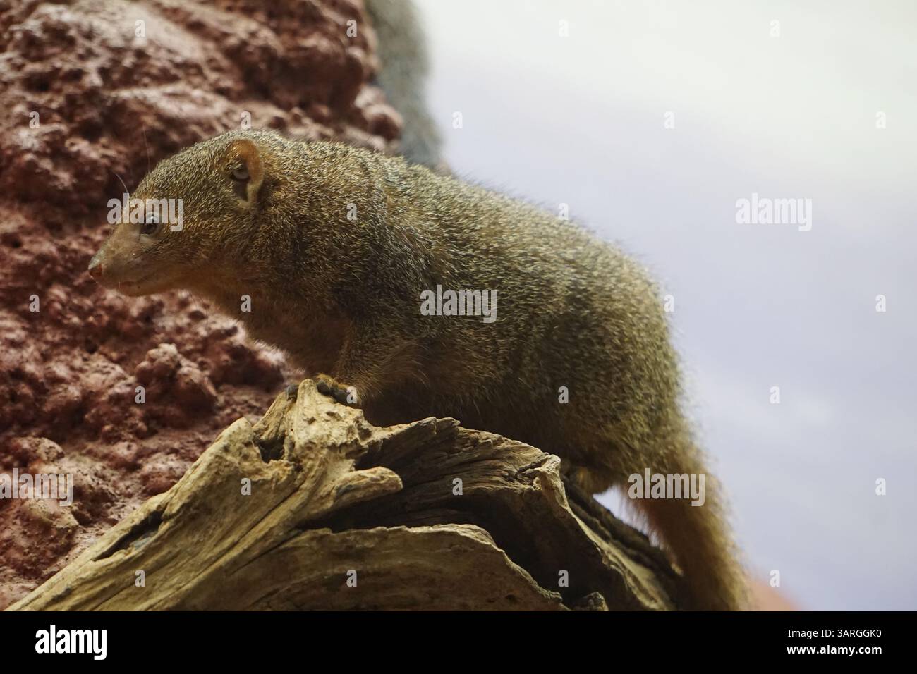 African wildlife photography: Close up of a cute common dwarf mongoose ...