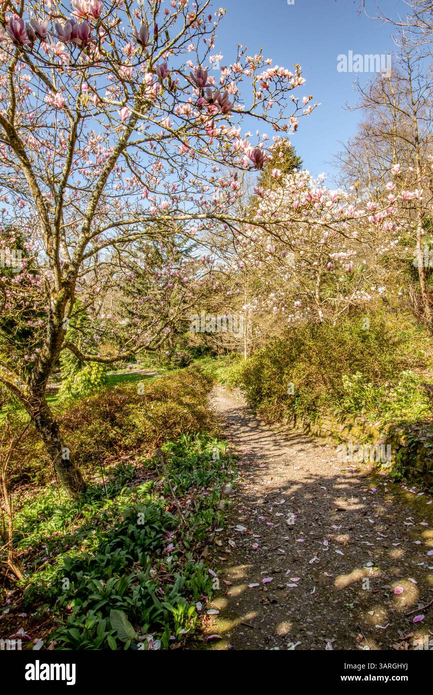 Vibrant Magnolia Stellata ‘King Rose’ / Magnolia x Soulangeane ...