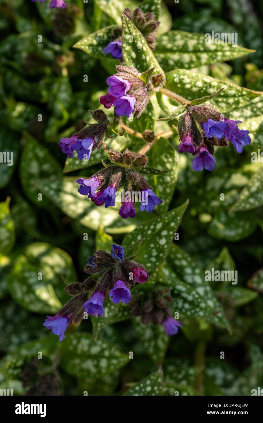 RHS Garden Rosemoor, botanical garden in North Devon, England.Alluring ...