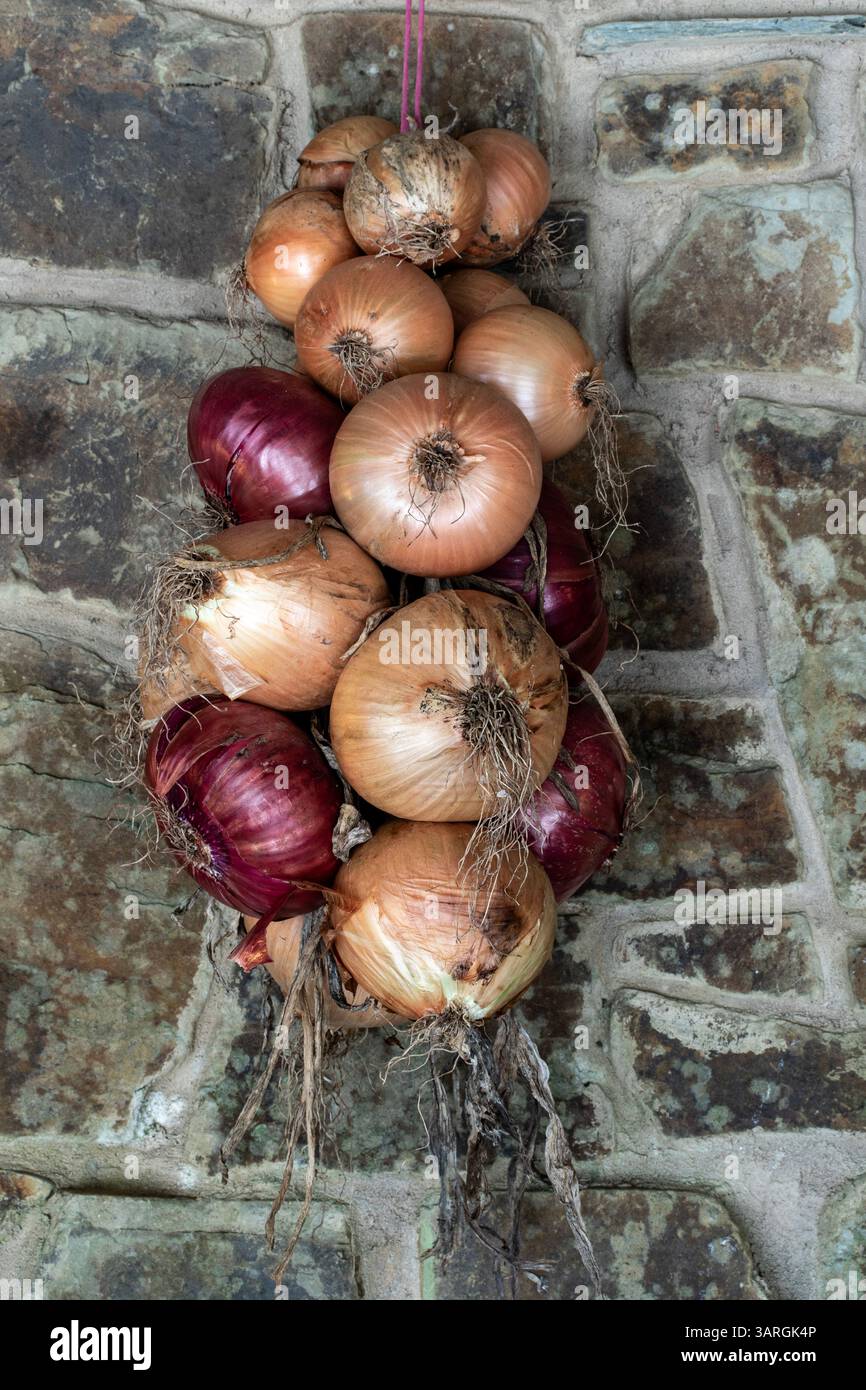 High resolution food still-life of tied onions drying against a stone ...