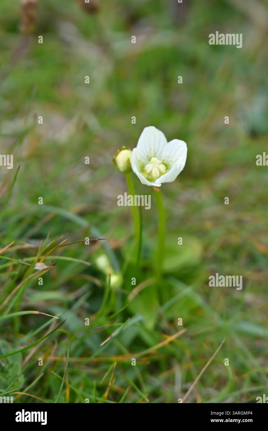 Delicate summer flower of Parnassia palustris also known as marsh grass ...