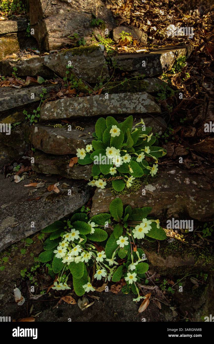 Natural 'herald of spring' flowering yellow Primrose along a North ...
