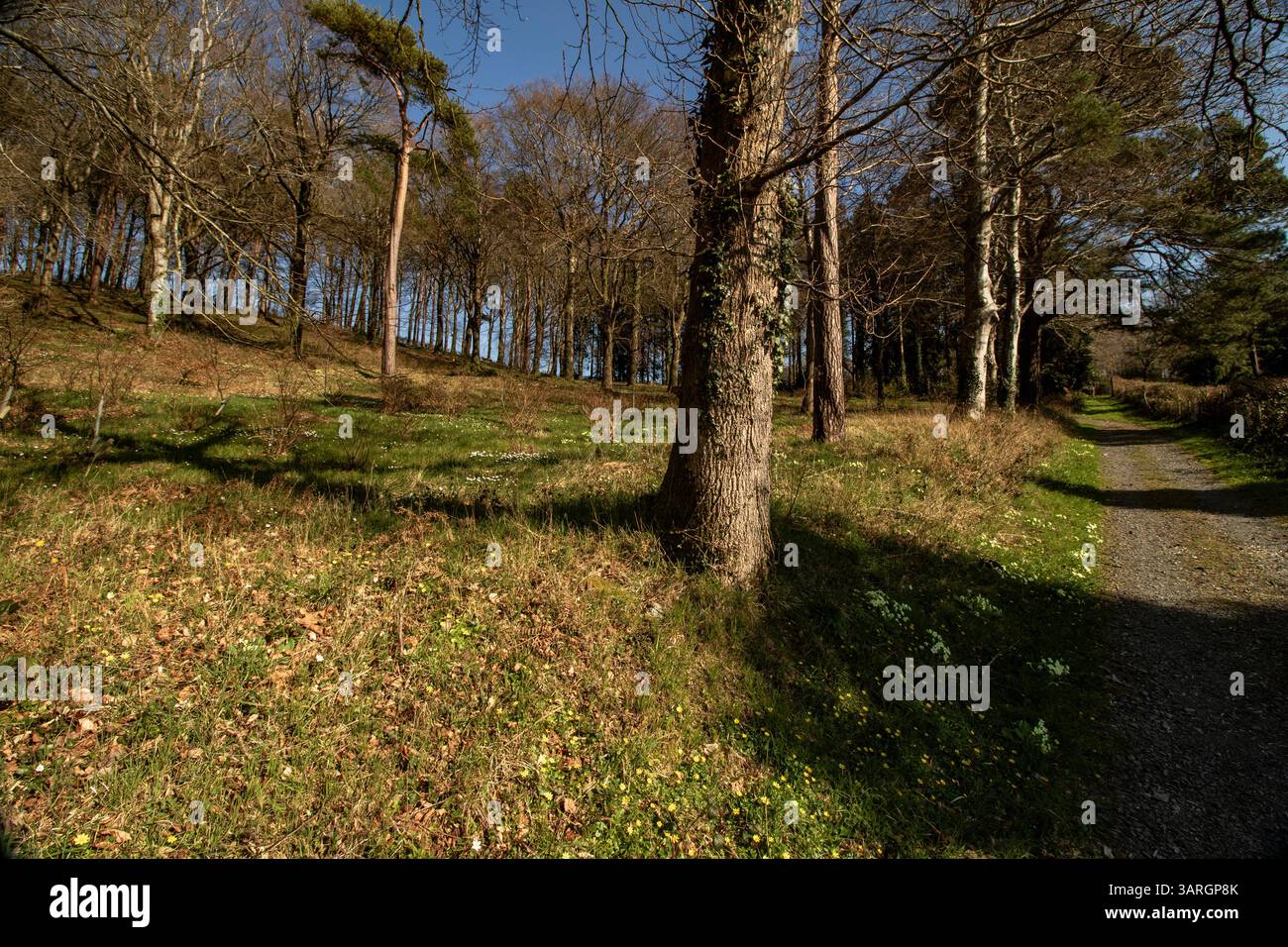 RHS Garden Rosemoor, botanical garden in North Devon, England.Alluring ...