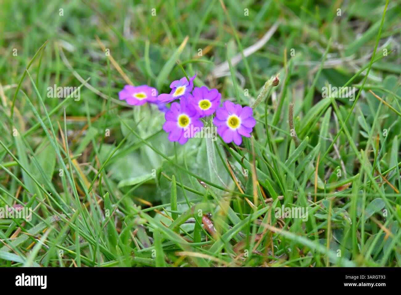 Tiny purple summer flowers of Primula scotica or Scottish primrose ...