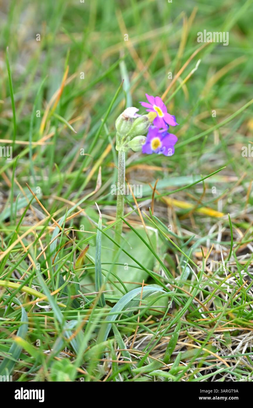 Tiny purple summer flowers of Primula scotica or Scottish primrose ...