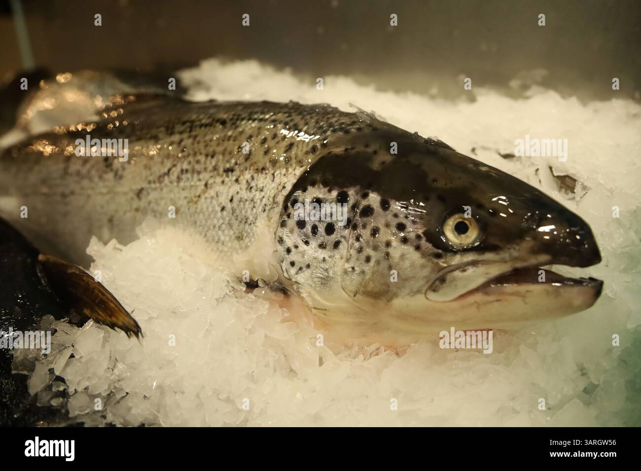 King salmon australia hi-res stock photography and images - Alamy