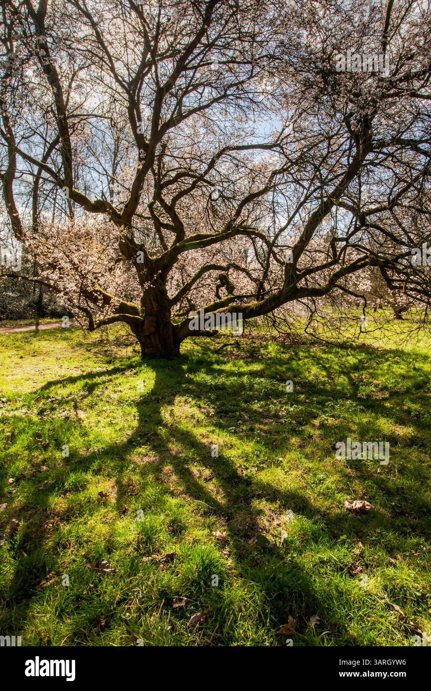 Simply beautiful spring blossoming Prunus Cerasifera ‘Hessei’, in ...
