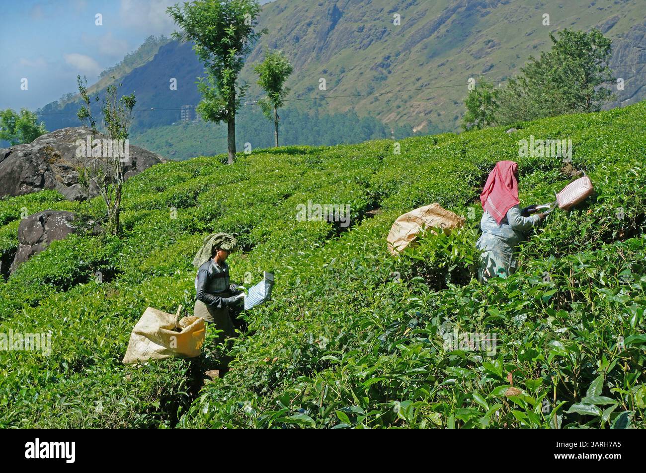 Collection of tea leaves on a plantation in Munnar, Kerala, India ...