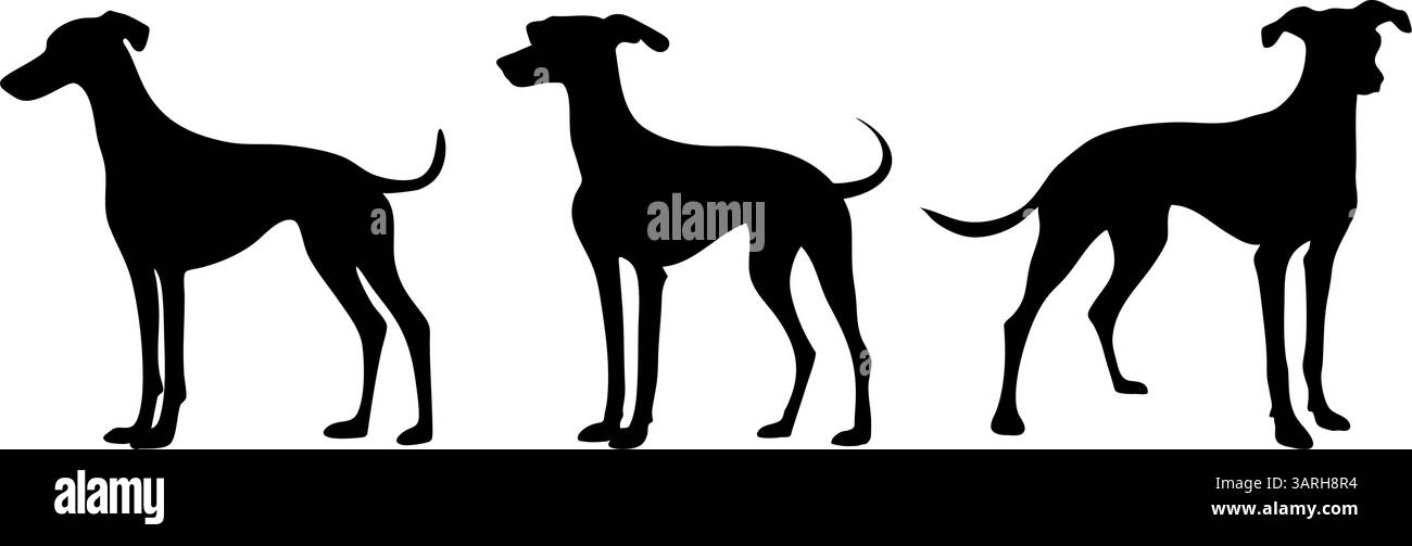 Greyhound in different poses. Dog breed silhouette Stock Vector Image ...