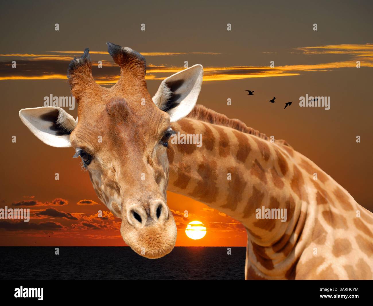 Portrait of front of Giraffe (Giraffa camelopardalis) under a sunset ...